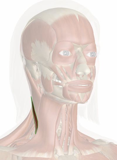 The Sternocleidomastoid Muscle: 3D Anatomy Model