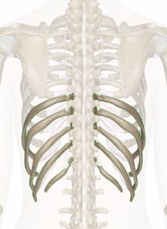 False Ribs False Ribs