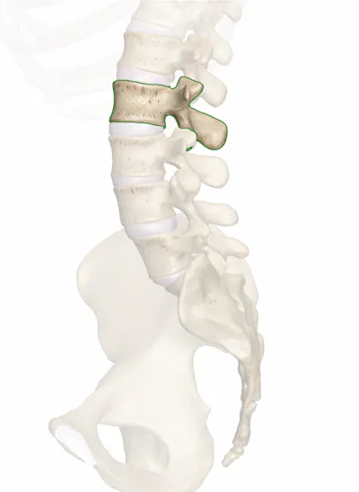 The L2 Vertebra: Anatomy and 3D Illustrations