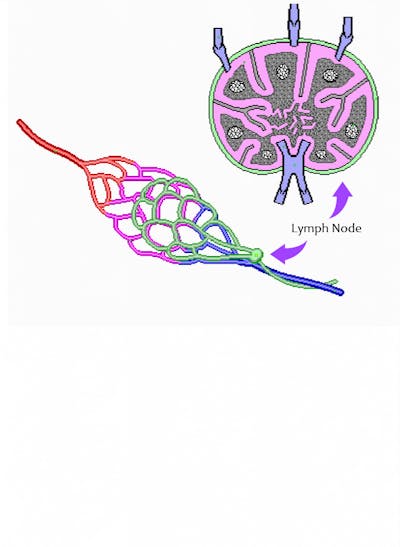 The Lymph Nodes: Interactive Anatomy Model