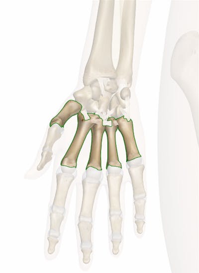 The Metacarpals: Anatomy and 3D Illustrations