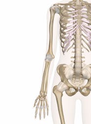 Human Arm Bone Anatomy Human Arm Bones Hand Ulna Radius Humerus Human Arm Bone Anatomy Human Arm Bones Hand Ulna Radius Humerus