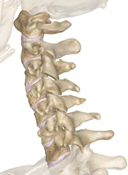 The Cervical Vertebrae Anatomy And 3D Illustrations