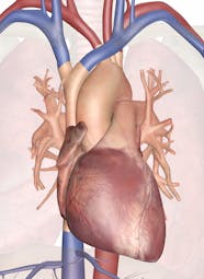  Structure Of Human Heart And Its Function The Anatomy Of The Heart 