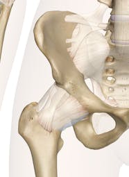 The Hip Joint Anatomy And 3D Illustrations
