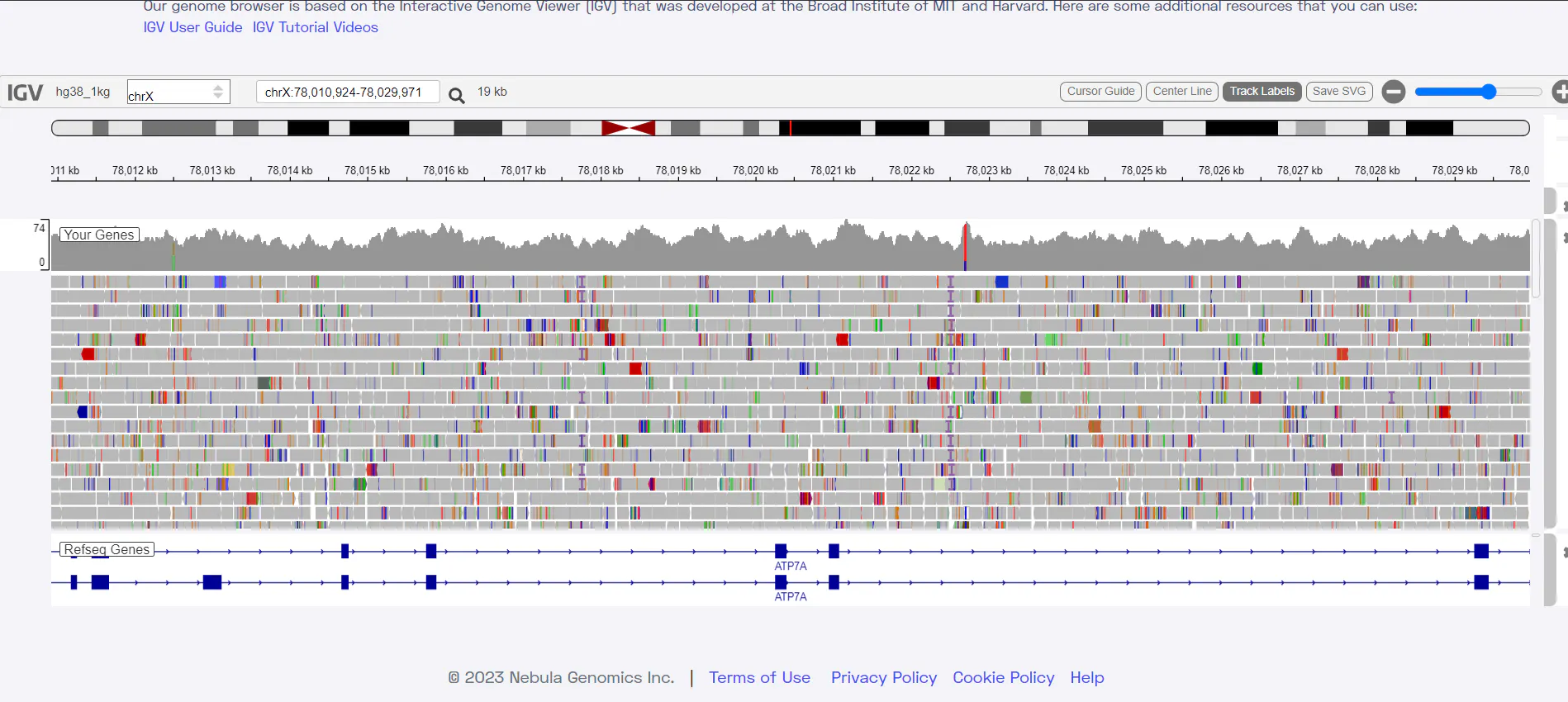 Nebula Genomics Review | Is this DNA test legit? [2026]