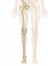 The Nerves Of The Leg And Foot 3D Anatomy Model