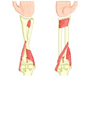 Forearm Pronation Muscles Tunersread