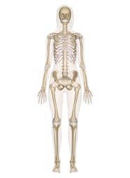 Skeletal System Labeled Diagrams Of The Human Skeleton